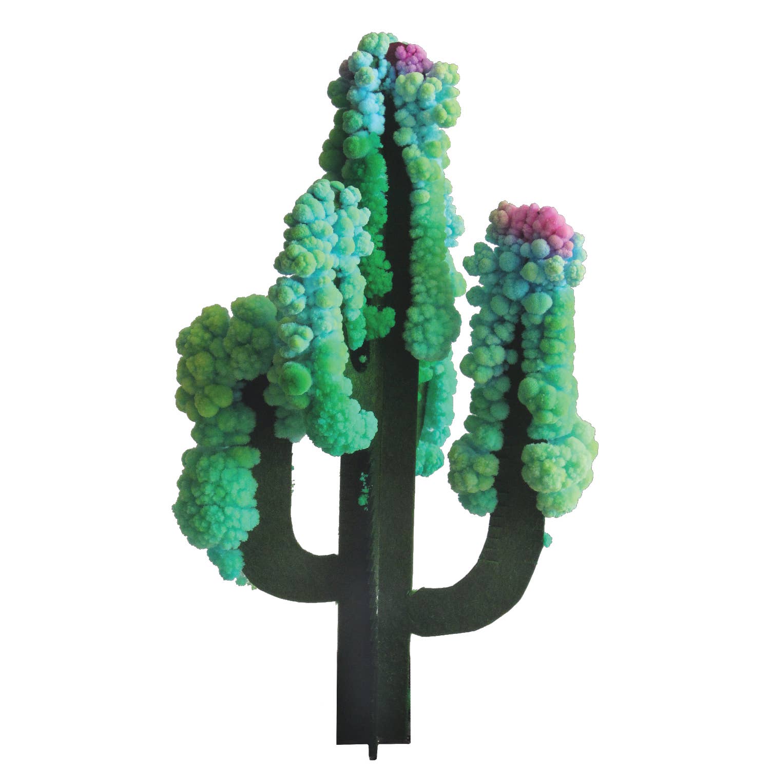 cactus science